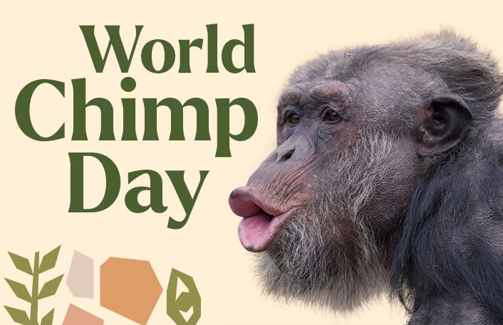 World Chimp Day - Monarto Safari Park