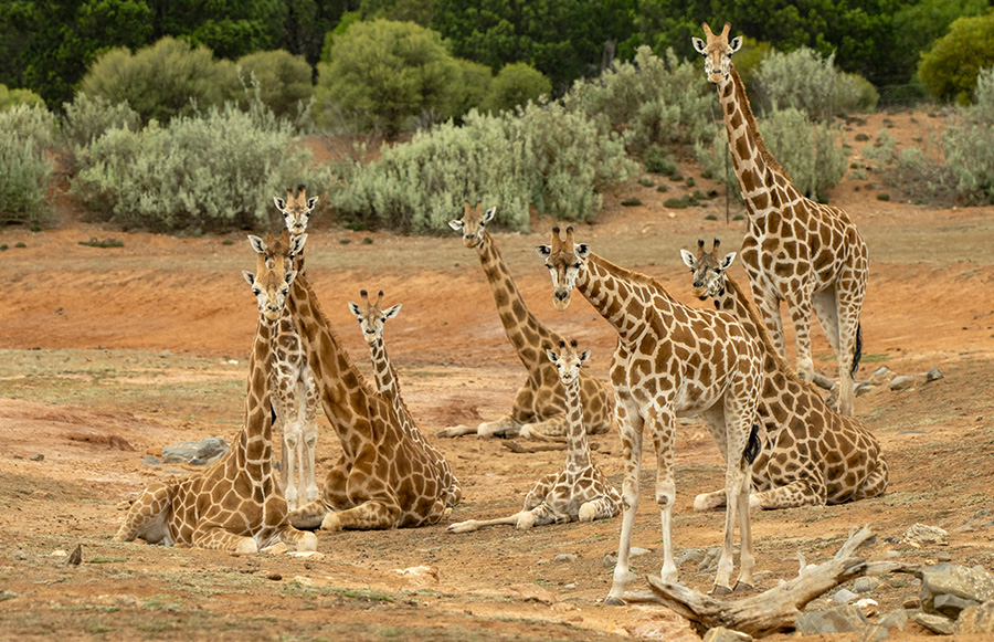 World Giraffe Day - Monarto Safari Park