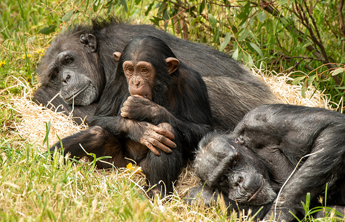 World Chimp Day - Monarto Safari Park