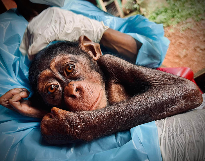 World Chimp Day - Monarto Safari Park