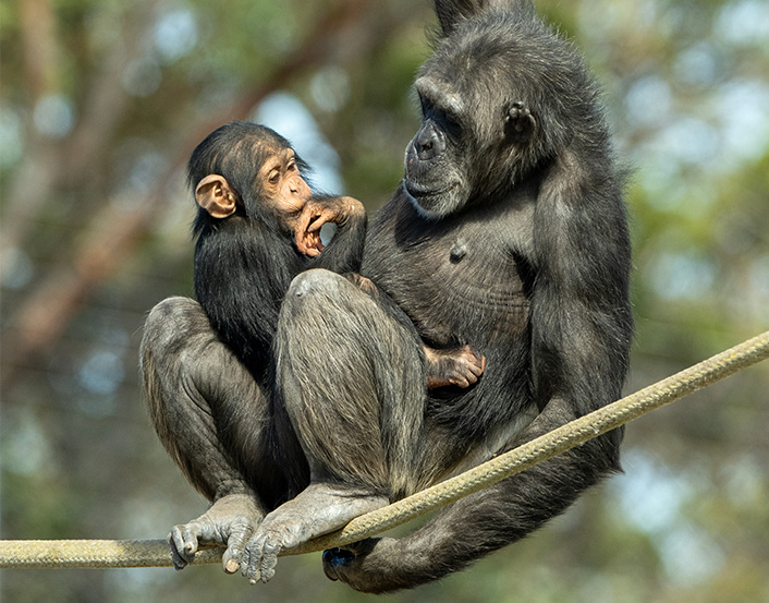 World Chimp Day - Monarto Safari Park