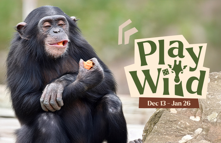 Play Wild School Holidays - Monarto Safari Park